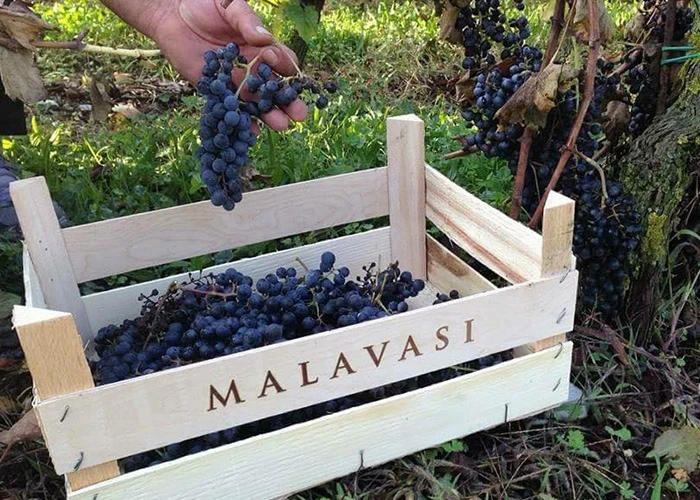 Cantina Malavasi | Pozzolengo Turismo