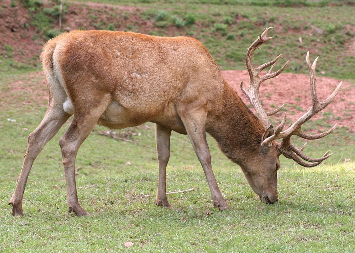 Il cervo | Macugnaga-Monterosa
